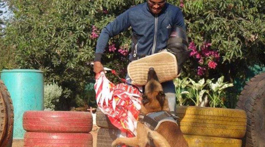 K9 Protection Services | Commando Kennels