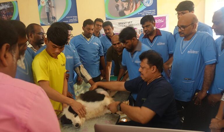 Dog Handling Training For Veterinarians | Veterinary Dog Assistant Course